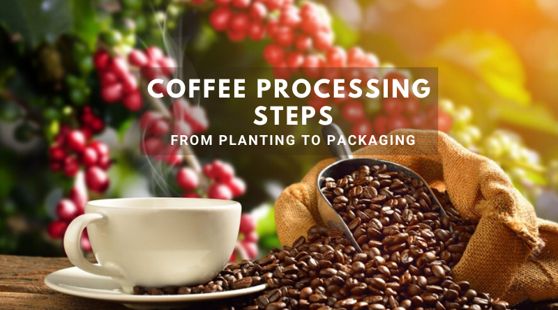 Ultimate Guide To Coffee Processing Steps - From Planting To Packaging